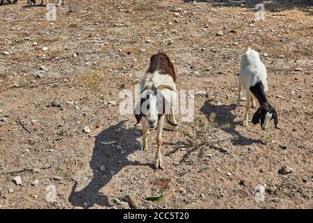 Muster of goats Stock Photo - Alamy