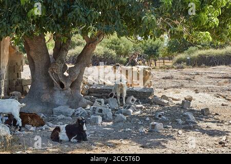Muster of goats sheltering beoynd tree shadow Stock Photo - Alamy