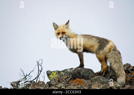 red fox, rocks, wildlife, nature, summer Stock Photo - Alamy