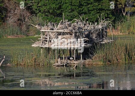 Intaka Island Bird Sanctuary, Century City, Cape Town, South Africa ...
