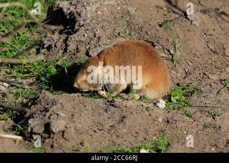 A Cape dune mole rat (Bathyergus suillus) at Intaka Island, Cape Town ...