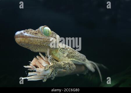 Green-eyed gecko (Gekko smithii Stock Photo - Alamy