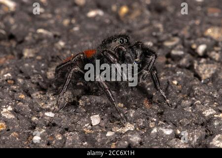 Red-backed Jumping Spider (Phidippus johnsoni) , Luther Burbank Home ...