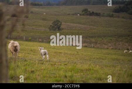 Sheep farming, Corriedale Sheep ewe with lamb on Patagonian steppe Road ...