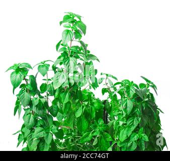 Fresh green basil, copy space. Green juicy basil herb on light textured ...