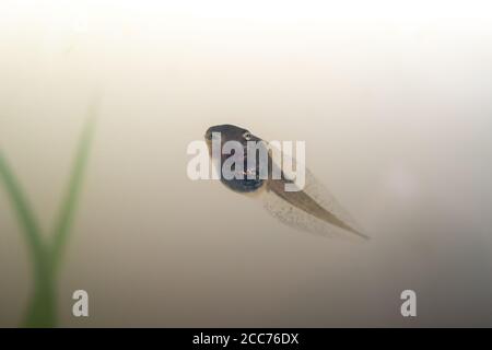 A Pacific Tree Frog tadpole which has emerged from an egg and breathes ...