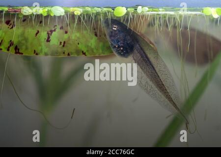 A Pacific Tree tadpole emerges from an egg and breathes through gills ...