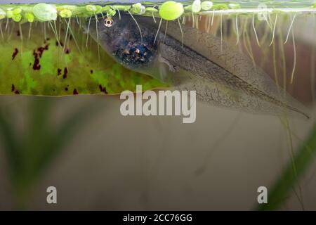 A Pacific Tree tadpole emerges from an egg and breathes through gills ...