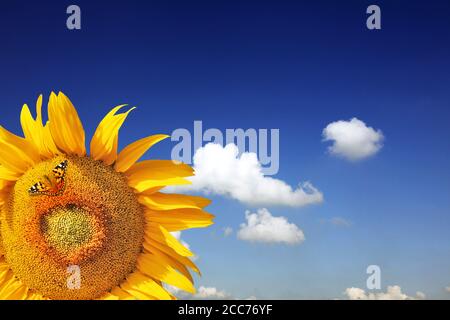 Beautiful colorful butterflies flying among the flowers Stock Photo - Alamy