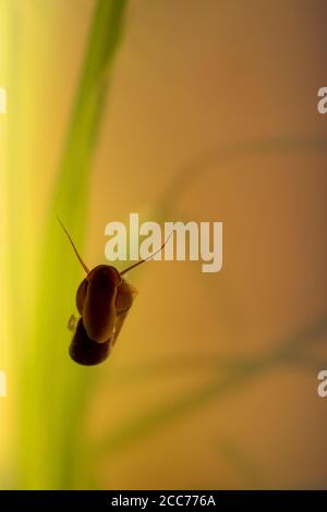 Apertual view of a Ramshorn snail or Ram's Horn snail in an aquarium ...