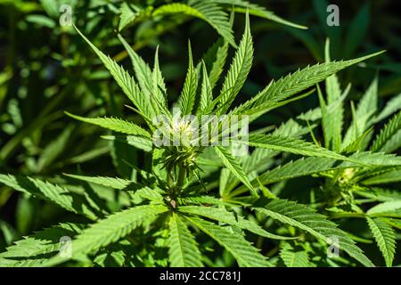 Large healthy cannabis plants growing outdoors Stock Photo - Alamy