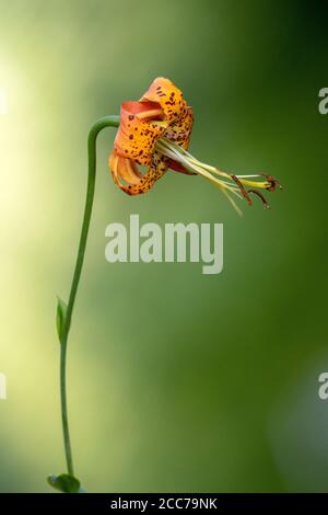 Turk's Cap Lily, Turban Lily, Swamp Lily or American Tiger Lily, Lilium ...