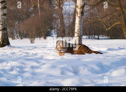 Young siberian tiger having rest on snow in birch forest in russian ...