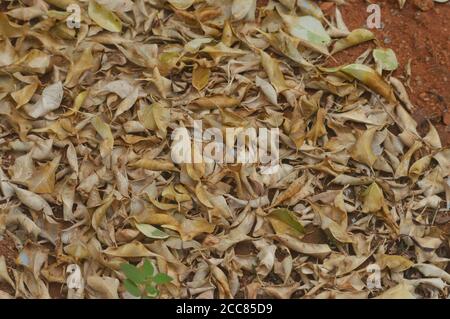 dried leaves on the ground in the forest during the fall autumn season ...