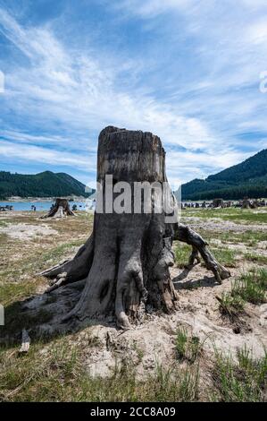 Petrified tree trunk in front of Visitor Center at the Mammoth Hot ...