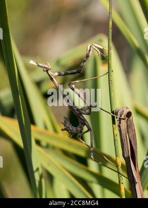 Mediterranean Conehead Mantis (Empusa pennata Stock Photo - Alamy