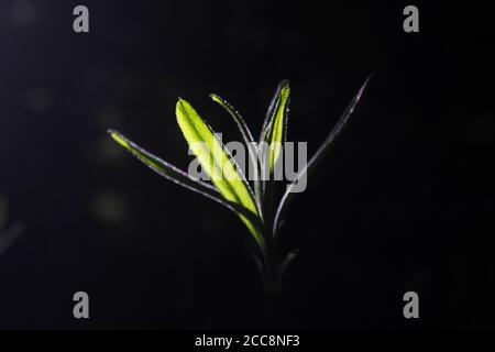 Tree branch bum macro and close-up. Nature backgrounds. Colorful photo ...