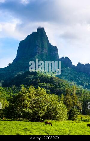 Moorea, French Polynesia: 09/03/2018: Green Park in MooreaFrench ...