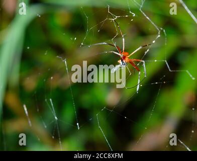 The texture of the spider web is black from smoke soot. Spider's web ...