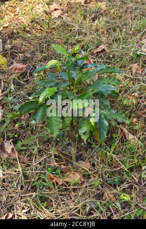 Coffea is a genus of flowering plants in the family Rubiaceae. Coffea ...
