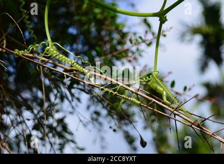 Tendril is a threadlike specialized stem, leaf or petiole used by ...