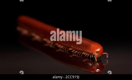 Common Asian Millipede face closeup Stock Photo - Alamy