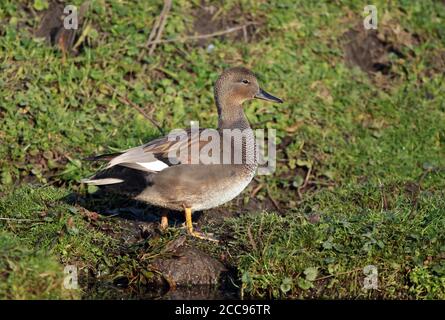 Gadwall (Mareca strepera), first winter female in flight, seen from the ...