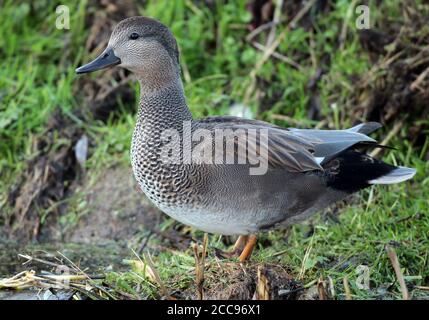 Gadwall (Mareca strepera), first winter female in flight, seen from the ...