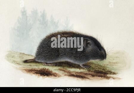 Wright Wilhelm Von - Lemmel Stock Photo - Alamy