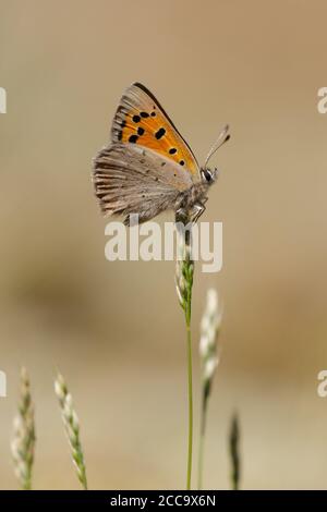 Small Copper resting on grass in the Netherlands Stock Photo - Alamy