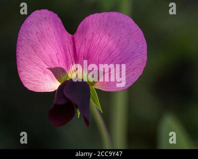 Pisum sativum flower wild pea climbing vine with green opposite leaves ...