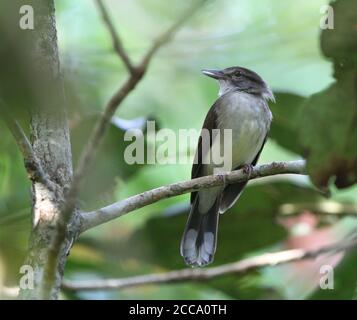 Hook-billed Bulbul (Setornis criniger) perched in a tree in Klias ...