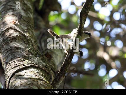 Grey-crowned crocias (Crocias langbianis) in Da lat, Vietnam Stock ...