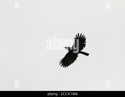 flores crow (Corvus florensis), in flight, Indonesia, Lesser Sundas ...