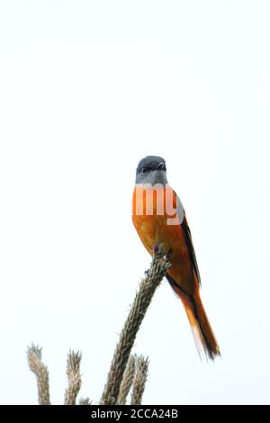 grey-chinned minivet Pericrocotus solaris female Perch on a leaves ...