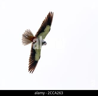 The image of Amur falcon (Falco amurensis) was taken at Lonavala ...