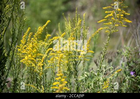 Solidago chilensis shrubs. Very showy invasive plant, weed of pastures ...