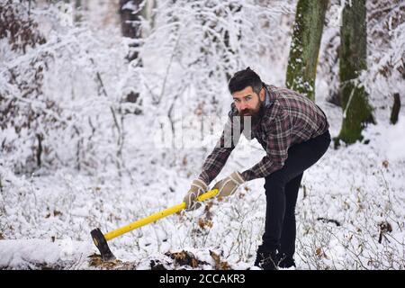 Man with warm gloves puts axe into tree stem in forest. Macho with ...