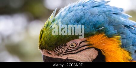 scared bird and feathers on alert, macaw from brazil punctual focus ...