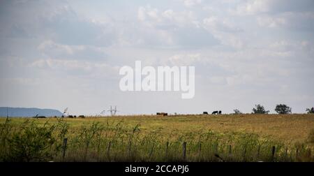 Sheep and goat farming in the Brazilian Caatinga biome. Goat with calf ...