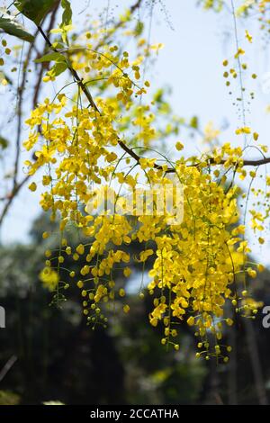 Cassia fistula flower ( Vishu Kani Konna flowers ) blossom on golden ...