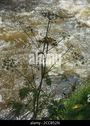 Frothy waters on a fast flowing stream with the silhouette of a tall ...