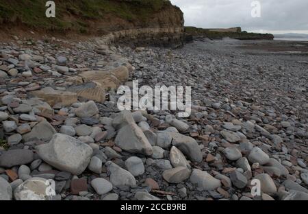 Sedimentary rocks blue lias shale limestone sequences Lyme Regis ...