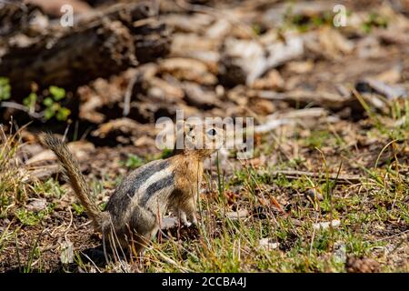 A close-up shot of a Great Basin Collared Lizard, a species native to ...