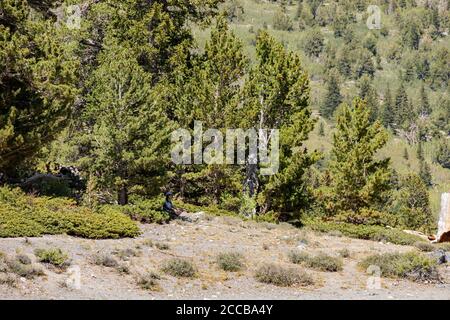 Beautiful landscape along the Wheeler Peak Summit Trail at Great Basin ...