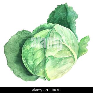 Green cabbage vintage watercolor botanical illustration Stock Photo - Alamy