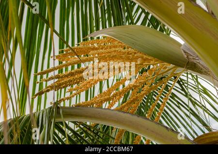 Side View Of Coconut Inflorescence And Sheathe Stock Photo - Alamy
