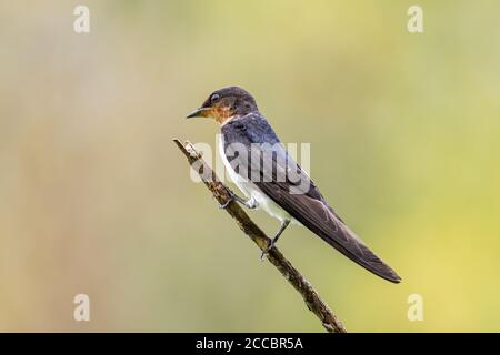 close-up of Pacific swallow bird standing on branch with nature green ...