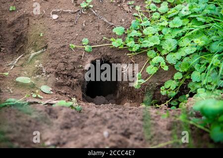 Entrance hole to rabbit warren Stock Photo - Alamy
