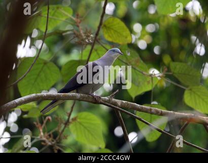 Mountain Imperial Pigeon (Ducula badia) perches on tree in forest Stock ...